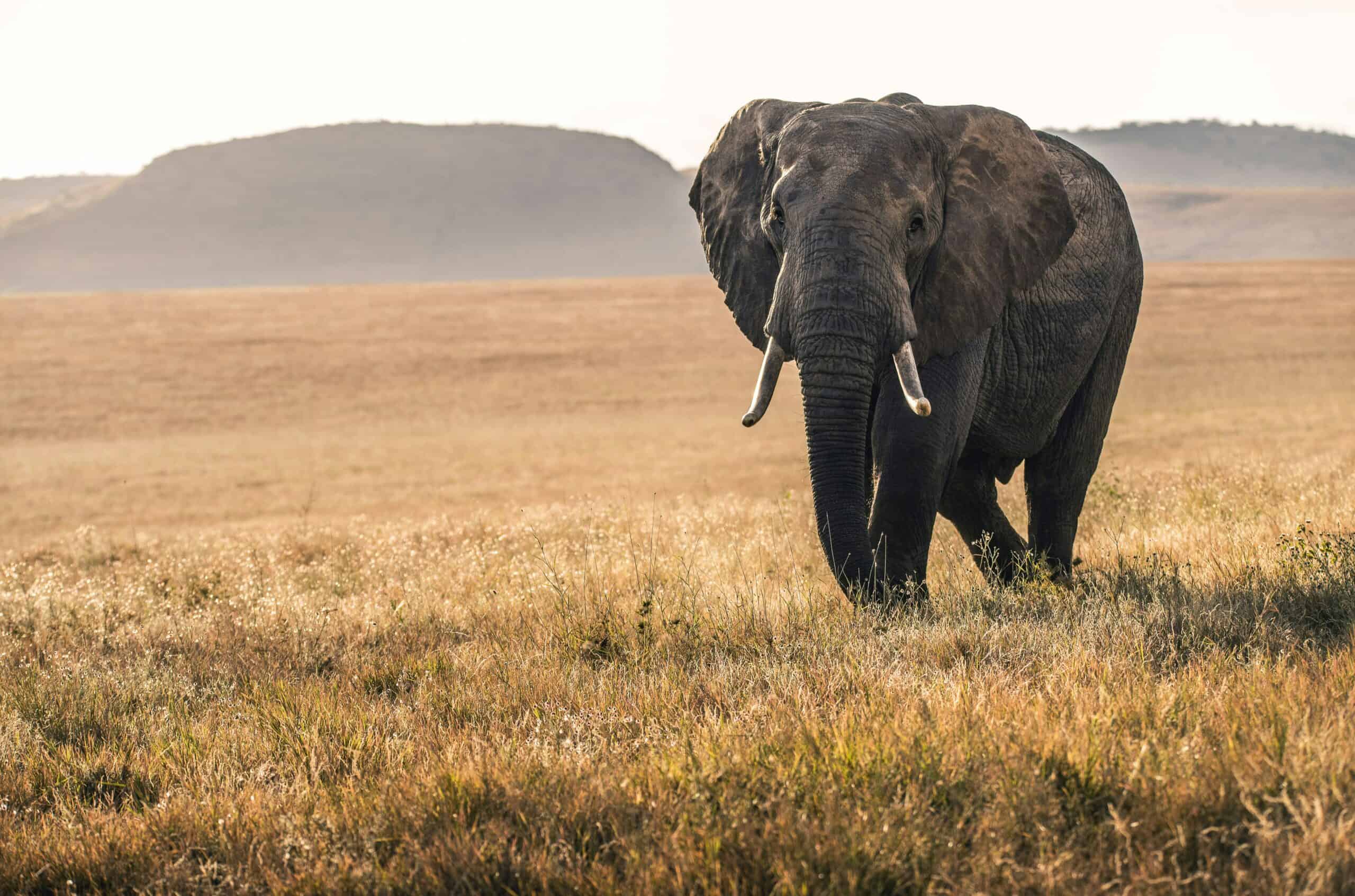 Big Government Won't Protect Animals - America's Future